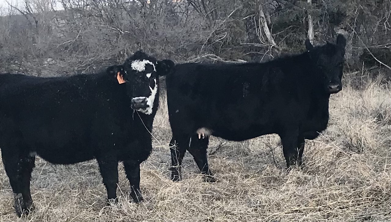 Early Consignments & Future Sales