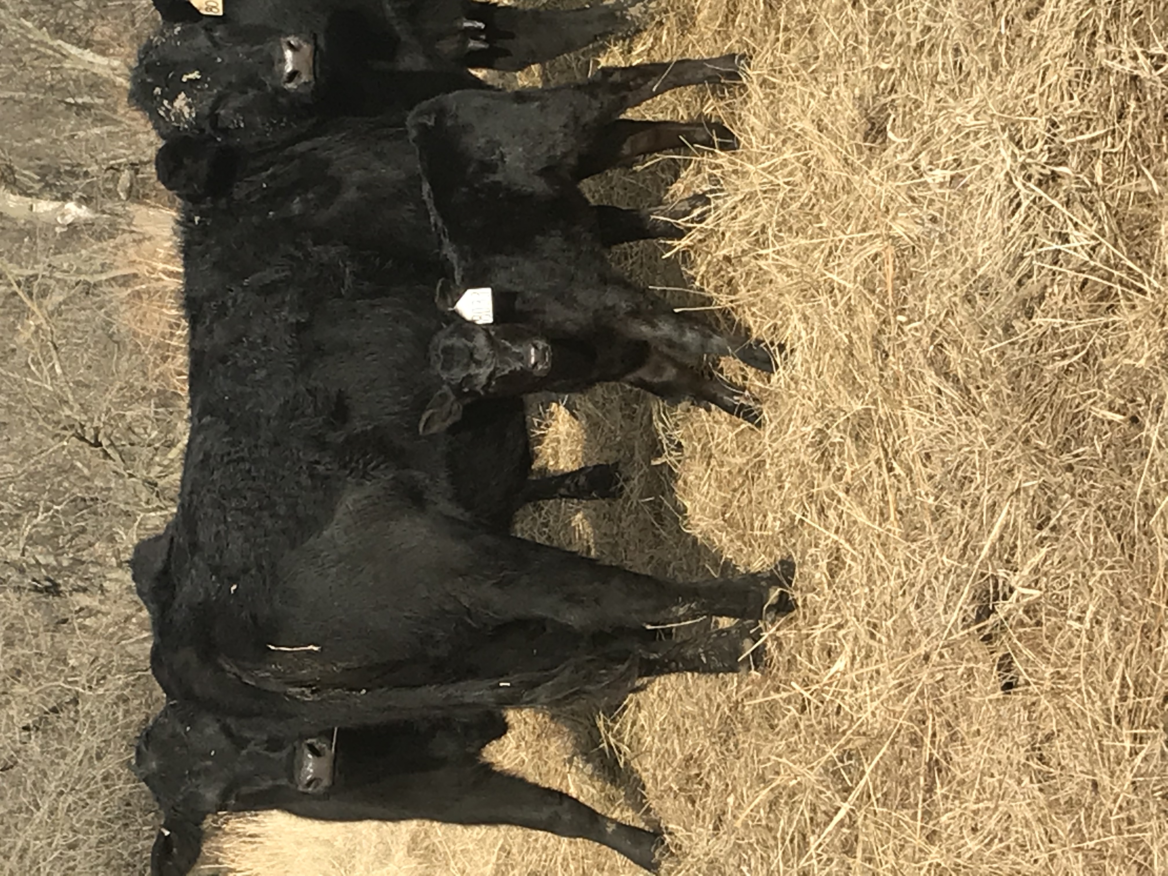 Early Consignments & Future Sales