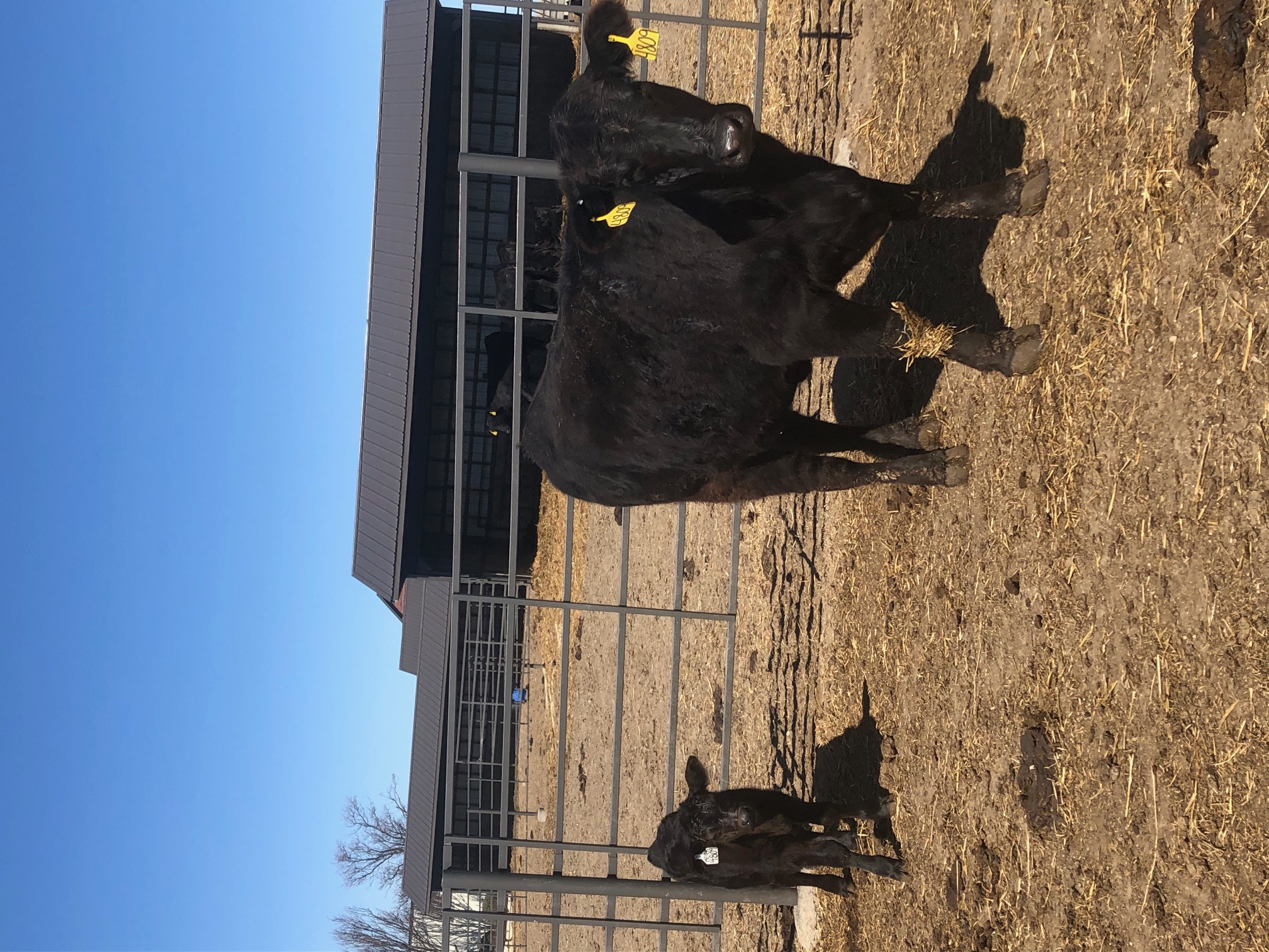 Early Consignments & Future Sales