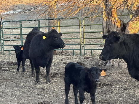 Early Consignments & Future Sales